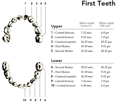 FirstTeeth_E | Bayview Family Dental | Dr Erwin Chan | 905-841-0341